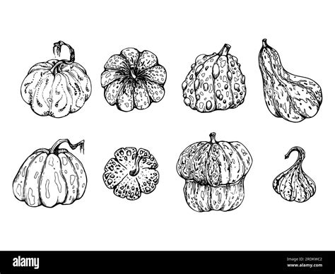 Hand Drawn Ink Vector Pumpkin Gourd Squash Sketch Illustration Art For