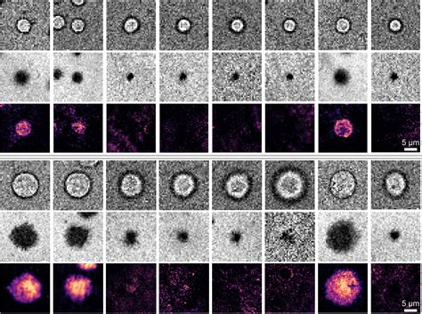 Protein Handshake Holds Key To Immune Response