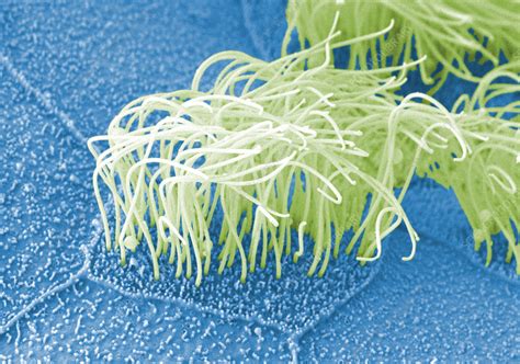 Newt Larvae Ciliated Cells Sem Stock Image C058 1050 Science Photo Library