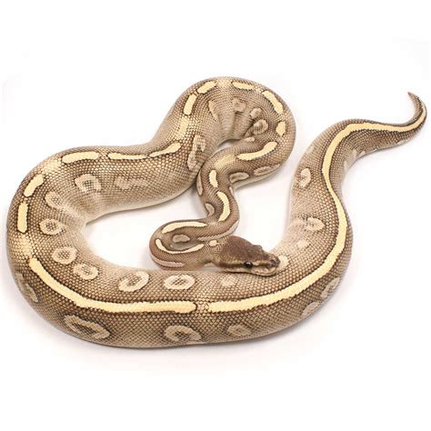 Super Phantom Poss Het Toffee Female Ball Python For Sale Serpentia