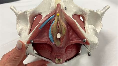 Pelvic Muscles Anatomy How To Strengthen Your Pelvic Floor Hamilton Pelvic Muscles Anatomy How To Strengthen Your Pelvic Floor Hamilton