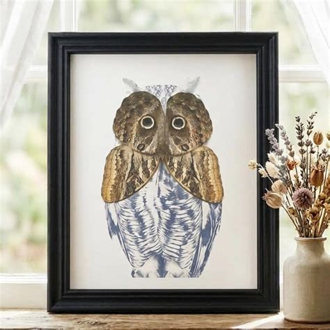 Owl Butterfly Frame Eye Wing Butterfly Real Insect Specimen