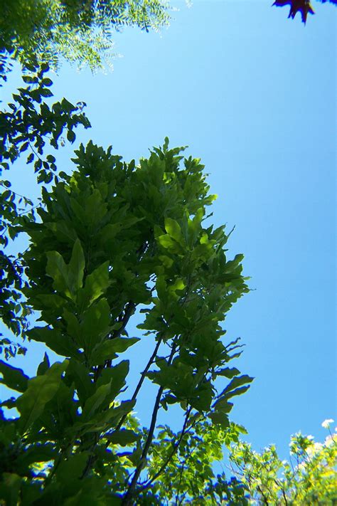 Platan Kolumnowy Niska Cena Na Allegropl