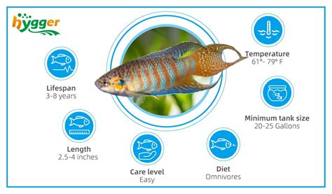 Fish Can Live Without An Air Pump In Tank Hygger