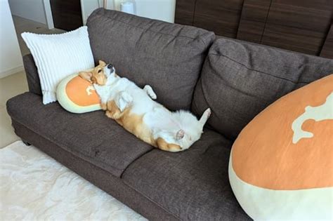 가족들이 집안 대청소하고 있자 자리 피해 소파에서 멍 때리는 웰시코기