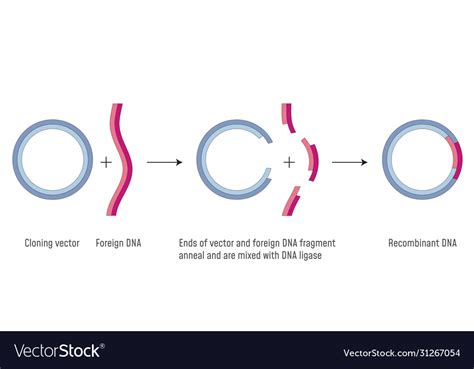 Vector Molecular Biology