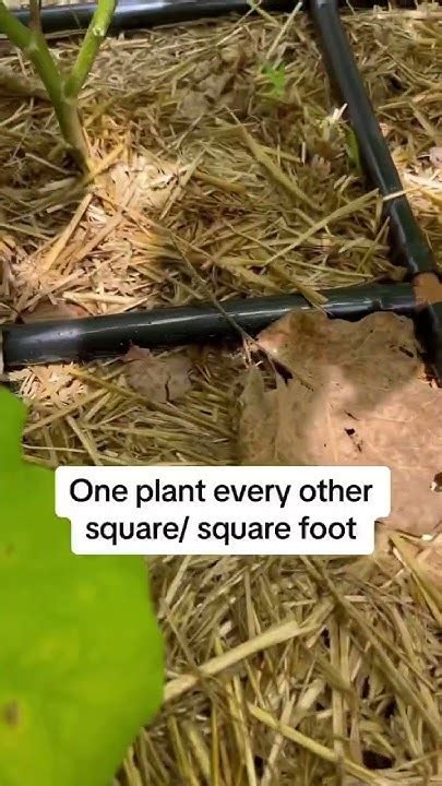 🍆 Eggplant Spacing In Raised Beds And Garden Grids Fallgardening