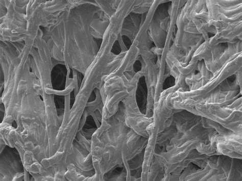 Professor Receives A 3m Ro1 Grant From The National Institutes Of Health Uconn Today