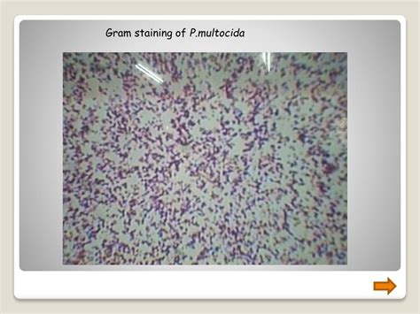 Ppt Molecular Characterization Of Pasteurella Multocida Isolates Of