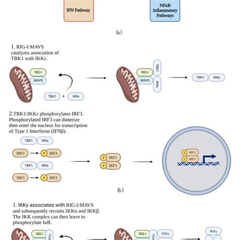 Rig I Mediated Innate Immune Response To Rna Virus Infection A Download Scientific Diagram