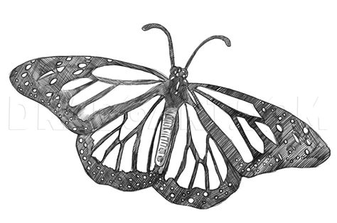 Realistic Drawings Of Butterflies