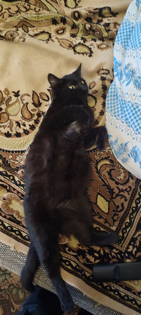 твій друг Стус On Twitter Мала пережила нормально так пригод але нарешті потрапила до власника