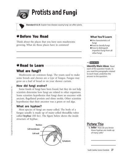 Science Essential Worksheet Lesson G Protists And Fungi