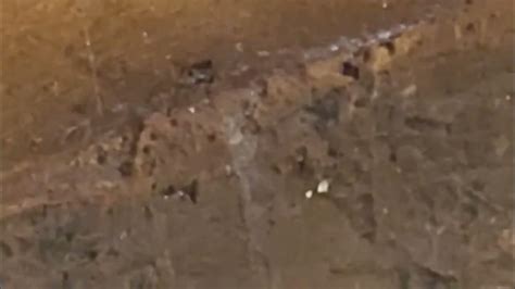 거미관찰 숨은그림찾기 Youtube