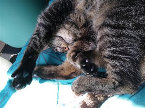 My Cat Having A Nap In A Weird Position R Eyebleach