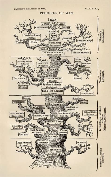 Art Forms In Nature Ernst Haeckels Illustrations