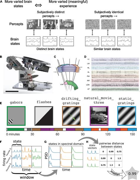 Frontiers A Survey Of Neurophysiological Differentiation Across Mouse