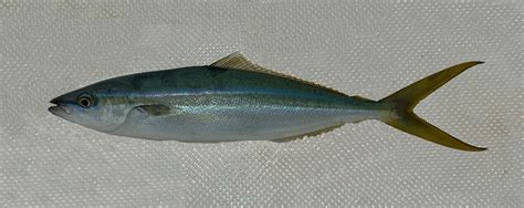 Rainbow Runner Mexican