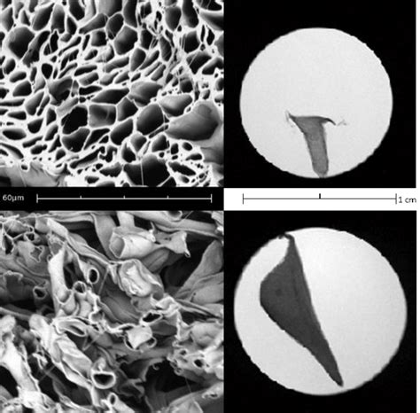 Aligned Fibers Top And Random Fibers Bottom Are Shown Alongside The