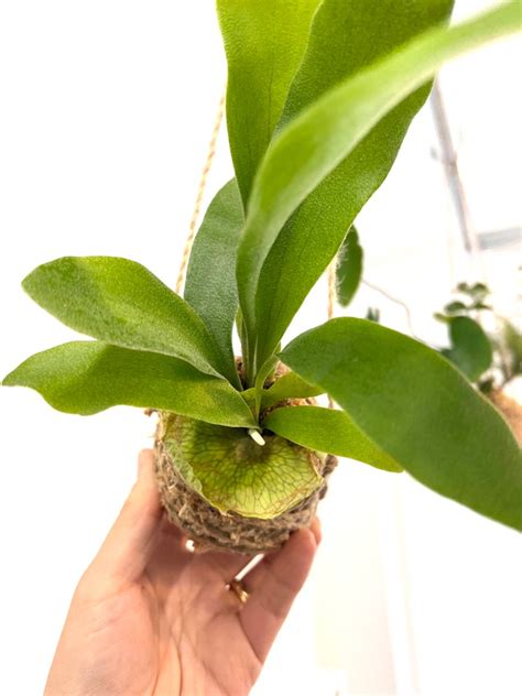 양산꽃집 범어꽃집 증산꽃집 가촌꽃집 물금꽃집 물금역꽃집 사송꽃집 잇플 양산테라리움 양산꽃다발 양산꽃바구니 양산플라워박스 양산꽃선물 양산집들이선물 양산개업화분