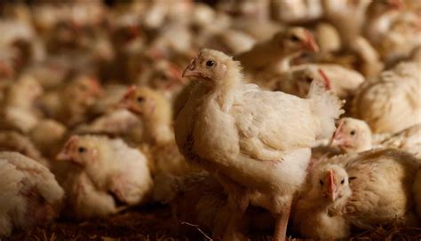 m mauricio meneses g on linkedin ajo orégano y tomillo opciones para remplazar los