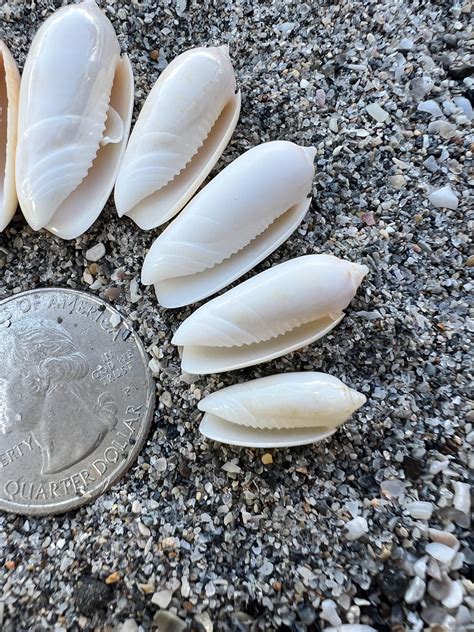 Juvenile Lettered Olive Shells 10 Shells Growth Series Shiny