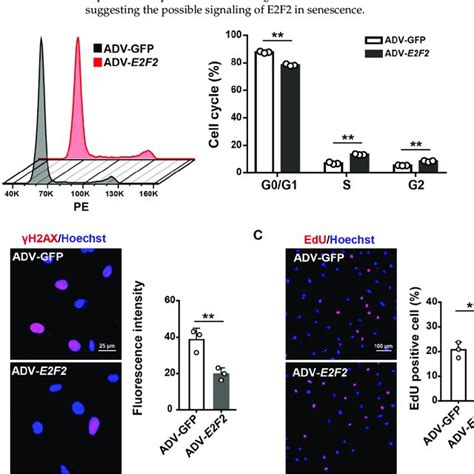 Restored Endothelial Cell Function In E2f2 Overexpressed Huvecs Download Scientific Diagram