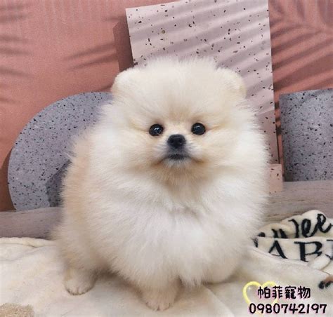 嚴選合法寵物店 蘋果樹下的布偶貓 小白故事 幼犬貓買賣知識分享 合法寵物店