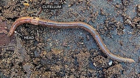 How To Identify And Remove Invasive Jumping Worms Fine Gardening