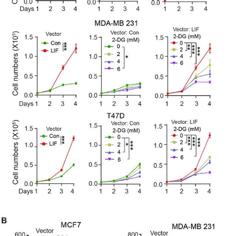 2 Dg A Glycolysis Inhibitor Preferentially Inhibits The Proliferation