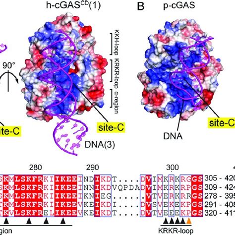 Pdf Human Cgas Catalytic Domain Has An Additional Dna Binding Interface That Enhances