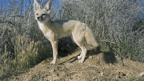 More Than 900000 For Habitat Conservation Efforts Awarded To San