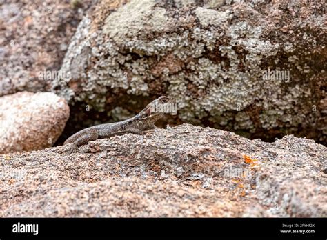 Dumerils Madagascar Swift Oplurus Quadrimaculatus Andringitra National Park Madagascar