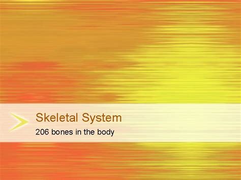 Skeletal System 206 Bones In The Body Bones