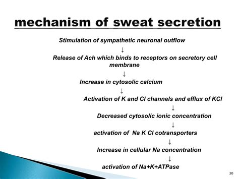 Adnexal Structures Of The Skin Pptx