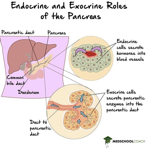 Endocrine Vs Exocrine Glands Mcat Biology Medschoolcoach