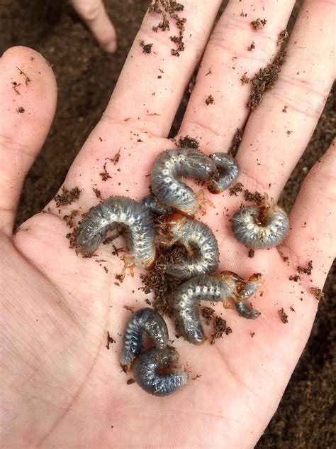 แบ่งหนอนมูดำ Trypoxylus Dichotoma Tropical Projects