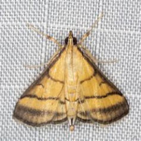 Pd Classification Model Classification Dataset And Pre Trained Model By Strongestalgorithm