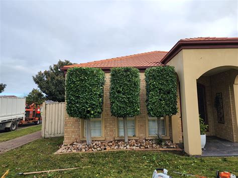 Gallery Tree Lopping Melbourne Joel S Tree Services