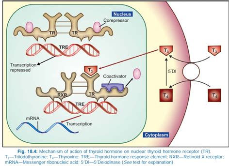 T3 Receptor