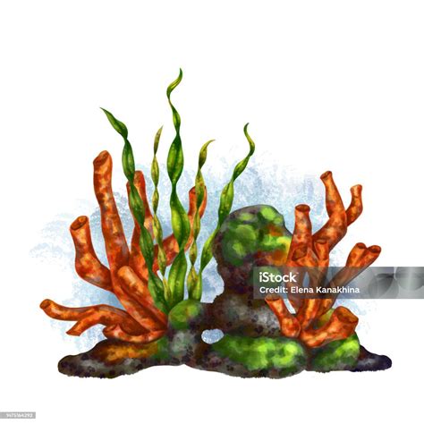수중 세계의 밝은 구성 붉은 산호 해초 및 돌 바위 흰색 배경에 디지털 그림입니다 인쇄 스티커 포스터 엽서 인쇄용 구도에 대한 스톡 벡터 아트 및 기타 이미지 Istock