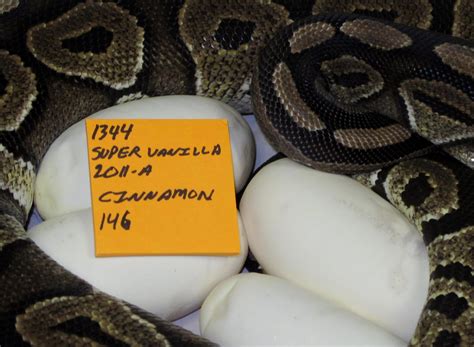 Ball Python On Eggs Spider Vanilla To Cinnamon Twin Cities Reptiles