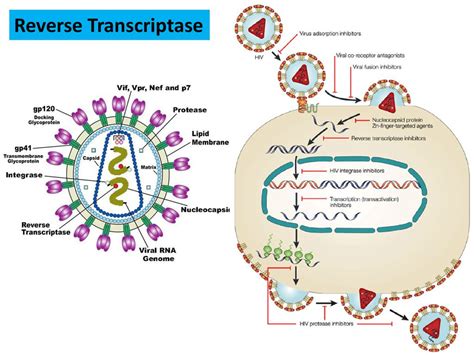 The Genome Coding Regions Ppt Download