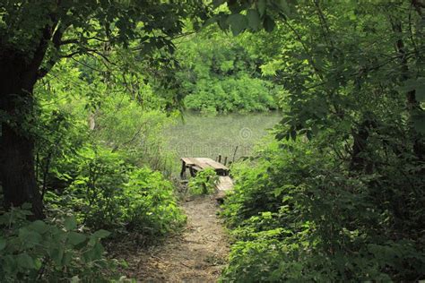 Passage Through Trees To The Wooden Pier Stock Image Image Of Plant Russia 47356345