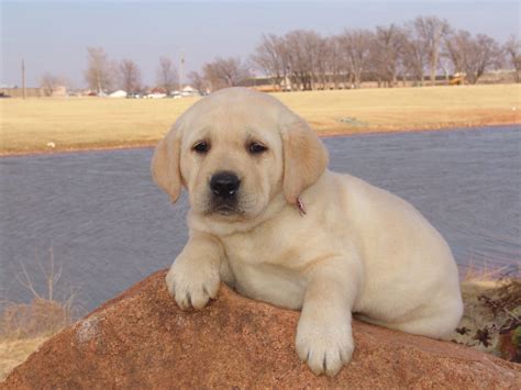 Yellow Labrador Puppy On Rock By Water