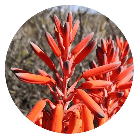 2025 Conference Azef