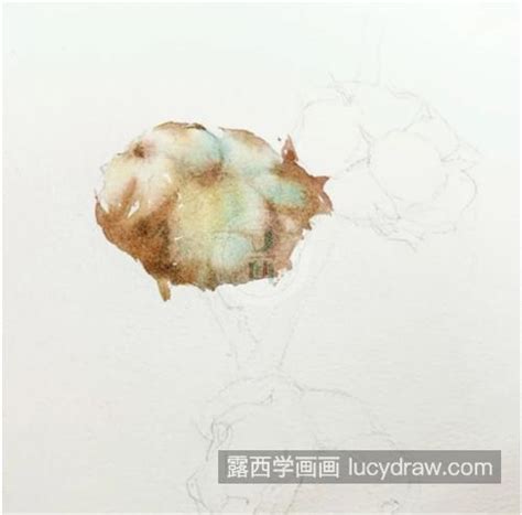 棉花怎么画如何区分明暗关系 露西学画画