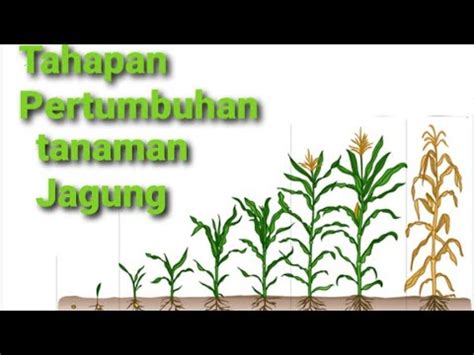 Tahapan Pertumbuhan Tanaman Jagung Youtube