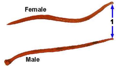 Nematoda Flashcards Quizlet Nematoda Flashcards Quizlet