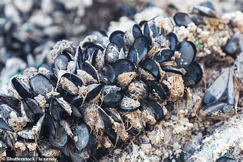 Mussel Beds Act As Traps For Microplastic Pollution Dumped In The Ocean